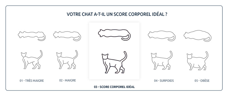 Déterminer la note d'état corporel (BCS) de votre chat | Vetostore
