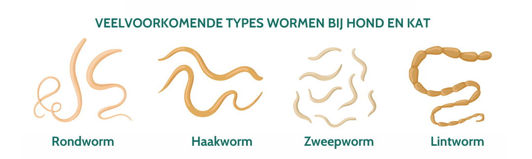 Wormen bij honden - Hoe bescherm je je hond tegen darmwormen | PharmaPets