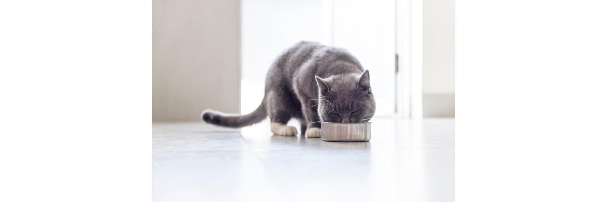 Is je kat te dik? Bepaal zijn Body Condition Score