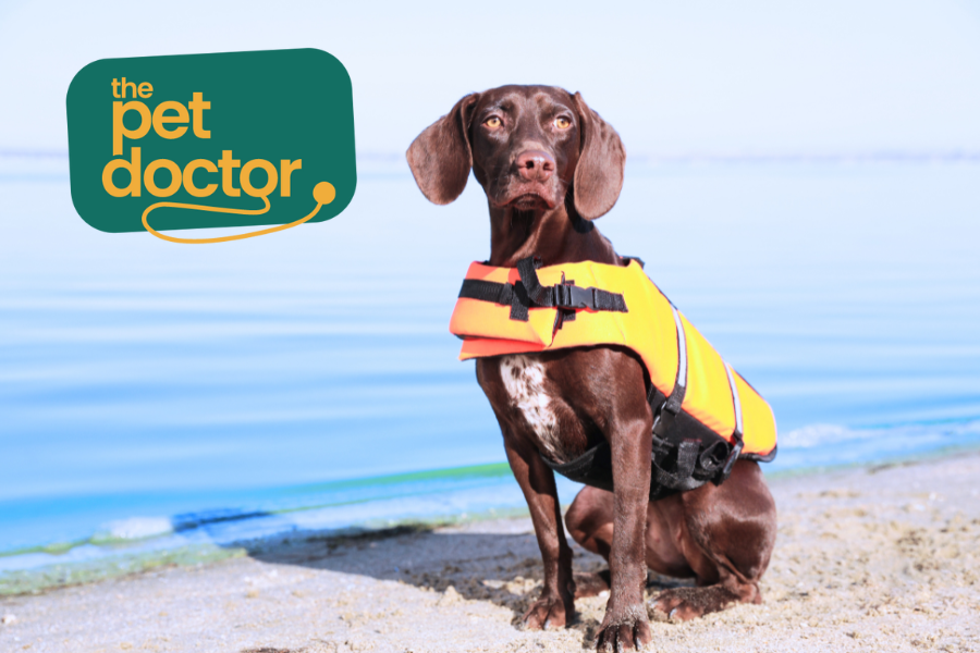 PharmaPets: online dierenwinkel voeding, accessoires, advies