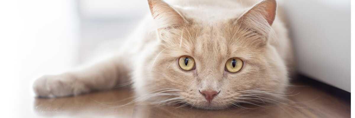 De oren van de kat - Hoe zorg te dragen voor de oren van uw kat ...