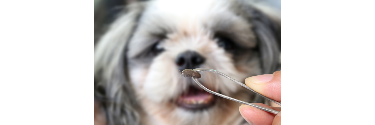 Teek hond – verwijderen en beschermen | Pharmapets