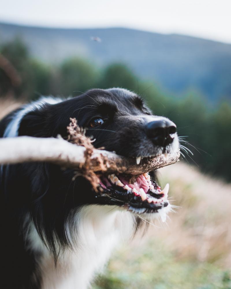 Gebeten door een hond - Wat te doen bij een hondenbeet | PharmaPets